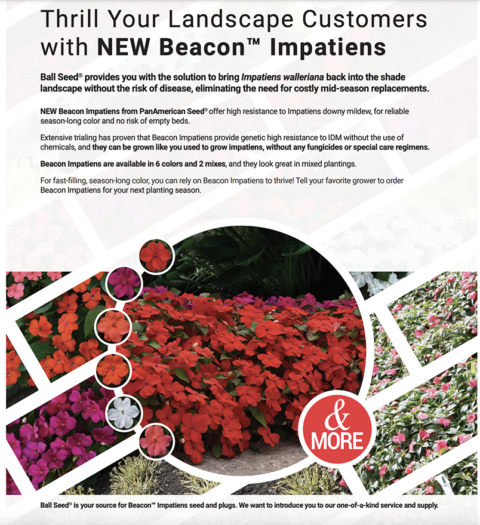 I Love Impatiens walleriana Beacon® | GardenLady.com
