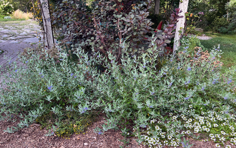 I Love Caryopteris × clandonensis aka Bluebeard or Blue Mist Shrub ...