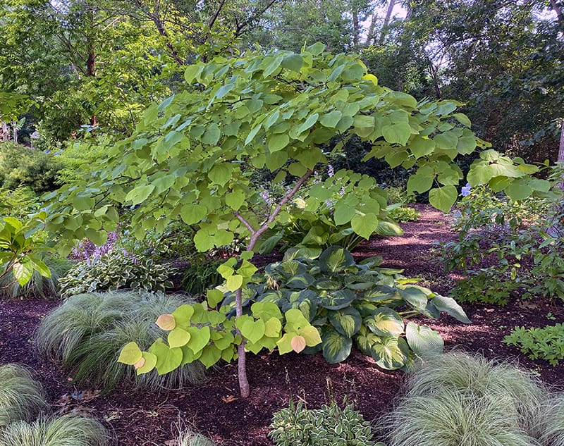 I Love Cercis canadensis ‘JN2’ aka The Rising Sun Redbud | GardenLady.com