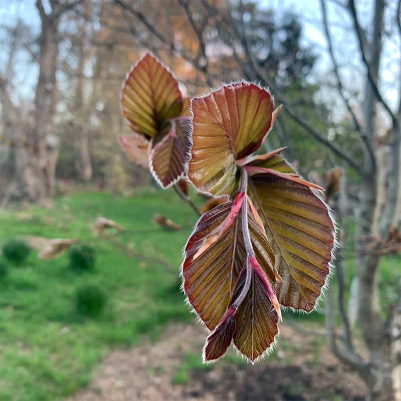 Fagus sylvatica ‘Riversii’ aka purple leaf beech, River’s purple ...