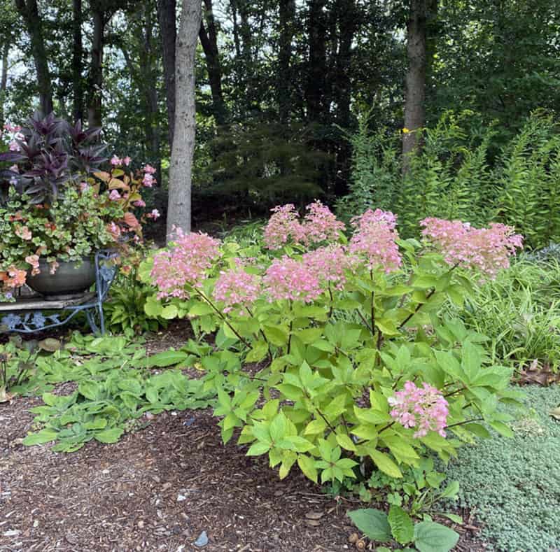 My Panicle Hydrangeas on Sept 4th | GardenLady.com