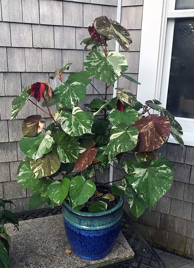 Plants and Morning Coffee: Variegated Sea Hibiscus | GardenLady.com
