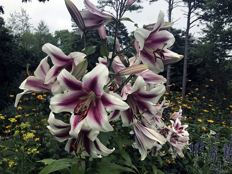 I Love Lilium orientalis, aka Oriental Lilies | GardenLady.com