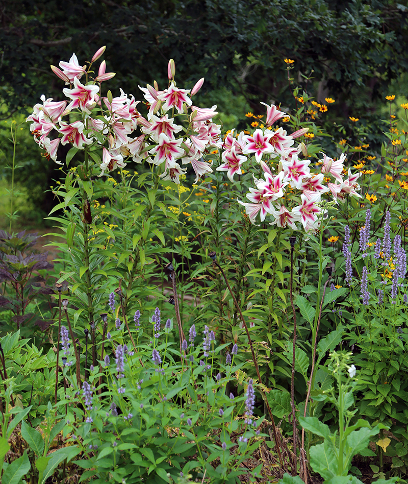 I Love Lilium orientalis, aka Oriental Lilies | GardenLady.com