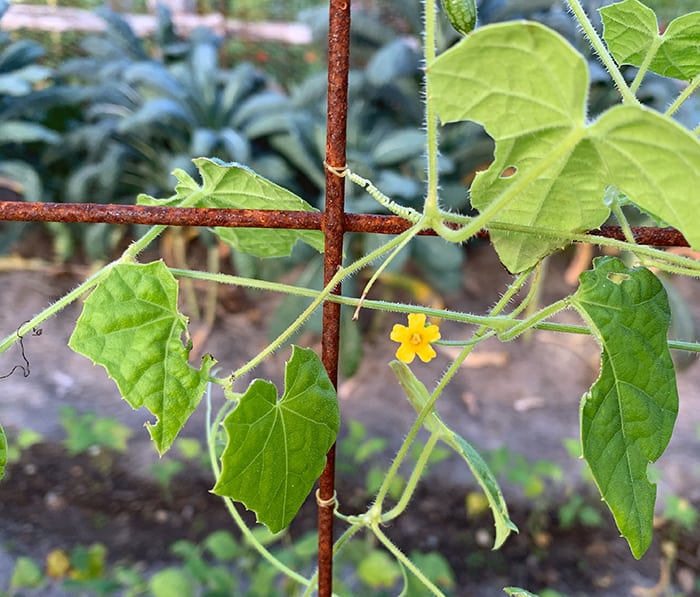 I Love Cucamelons…Melothria scabra | GardenLady.com