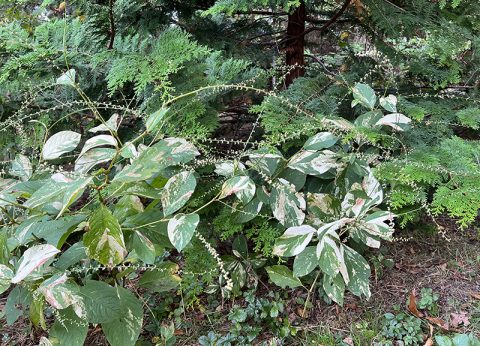 I Love Persicaria virginiana ‘Variegata’ aka Variegated Jumpseed ...