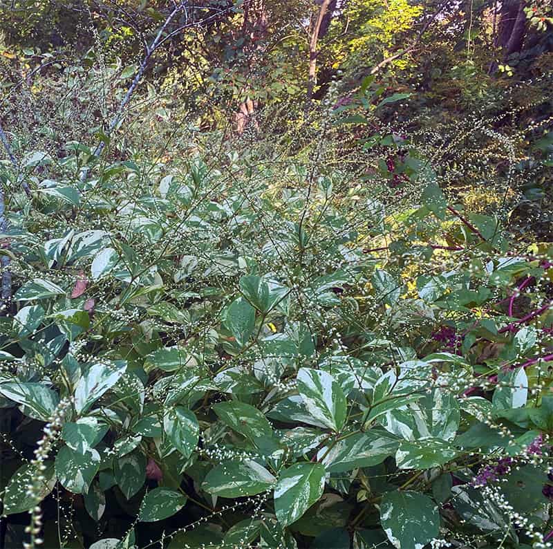I Love Persicaria virginiana ‘Variegata’ aka Variegated Jumpseed ...