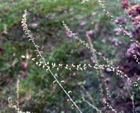 I Love Persicaria virginiana ‘Variegata’ aka Variegated Jumpseed ...