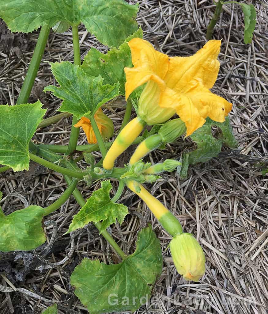 I Love Zephyr Summer Squash | GardenLady.com