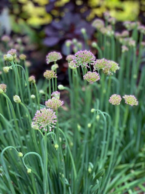 I Love Allium hybrid ‘Serendipity’ | GardenLady.com