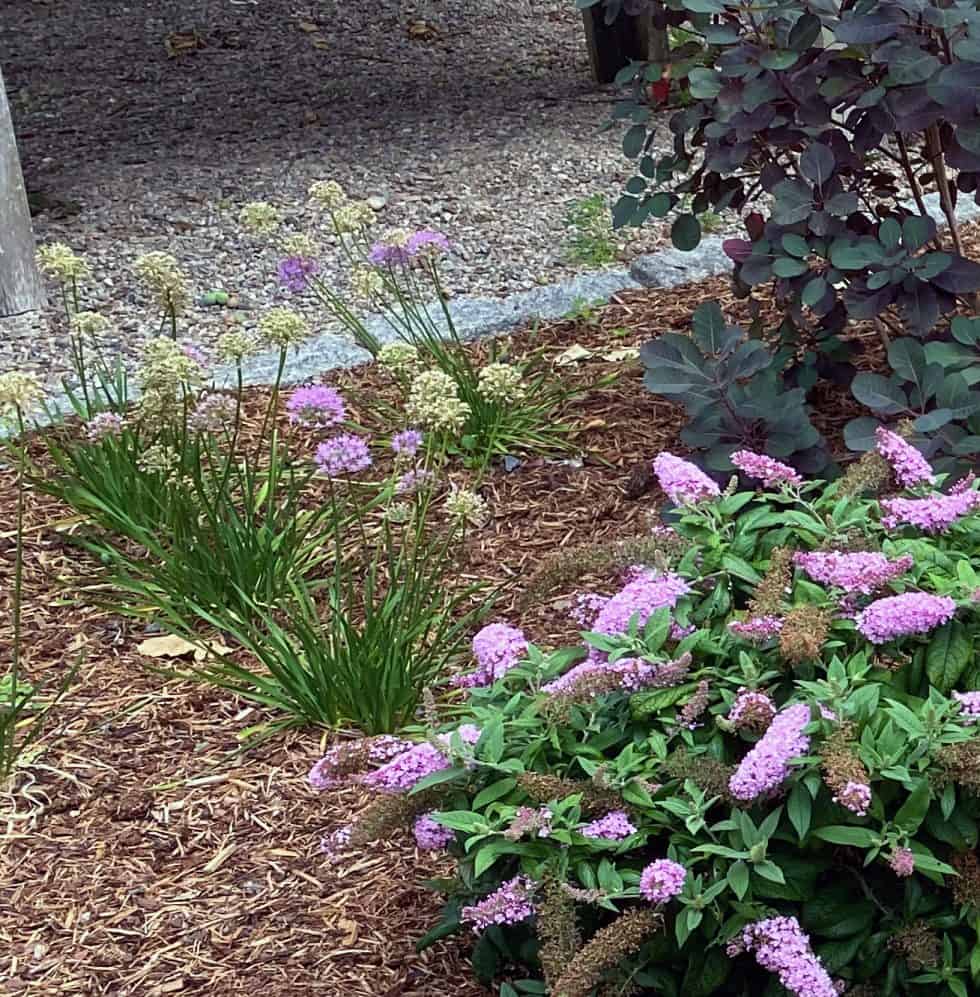 I Love Allium hybrid ‘Serendipity’ | GardenLady.com