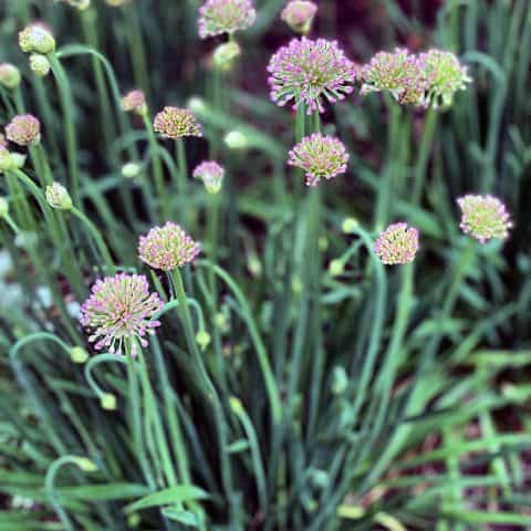 I Love Allium hybrid ‘Serendipity’ | GardenLady.com