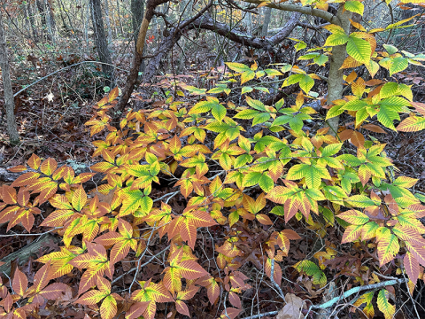 I Love Fagus grandifolia aka American beech | GardenLady.com