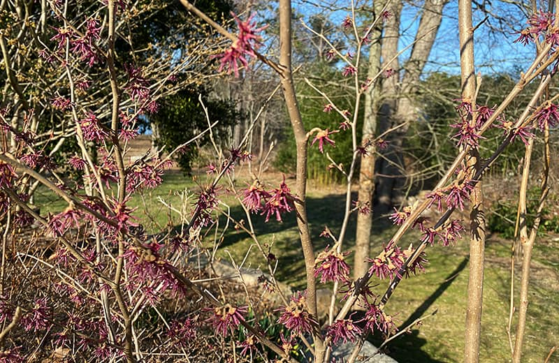 I Love Hamamelis vernalis ‘Amethyst’ aka Amethyst vernal witch hazel ...