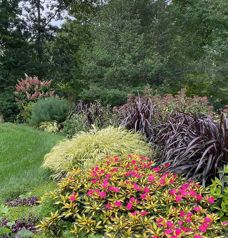 I Love Pennisetum purpureum ‘Tift 8’ aka Vertigo Fountain Grass ...