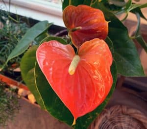 How To Grow Anthuriums Indoors | GardenLady.com