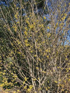 Witch hazel Hamamelis x intermedia ‘Arnold Promise’ – What’s Not To ...