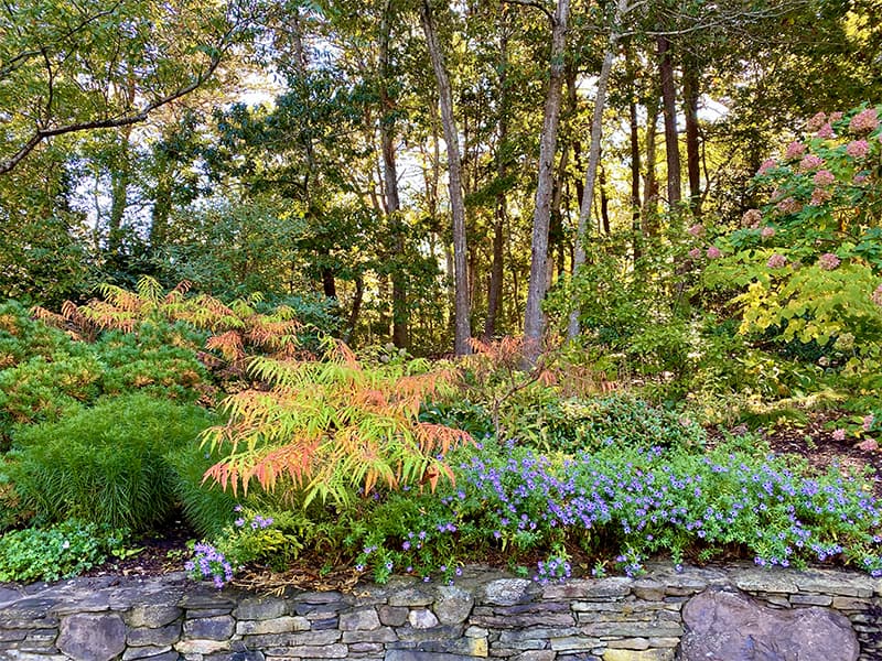 I Love Raydon’s Favorite Aster | GardenLady.com