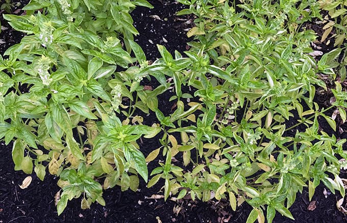 Basil Dying? Downy Mildew? You Need Amazel | GardenLady.com