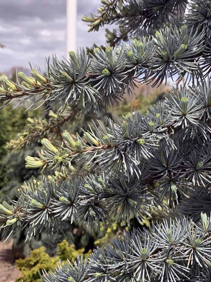 I Love Cedrus atlantica ‘Glauca’ aka the blue atlas cedar | GardenLady.com