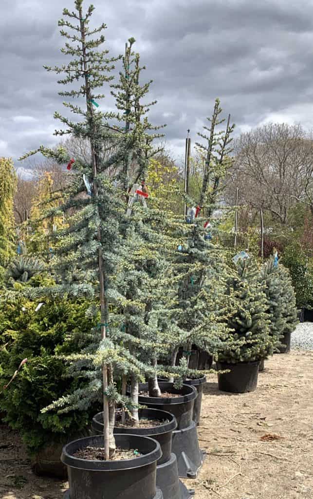 I Love Cedrus atlantica ‘Glauca’ aka the blue atlas cedar | GardenLady.com