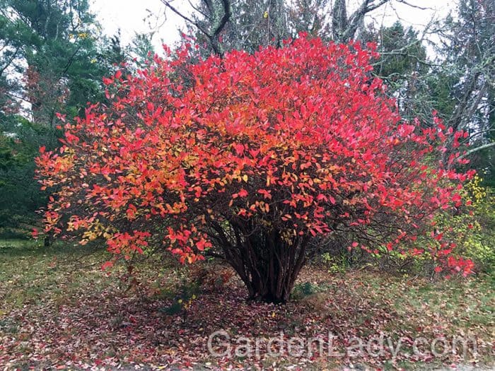 Picking Treasure: I love Highbush Blueberries | GardenLady.com
