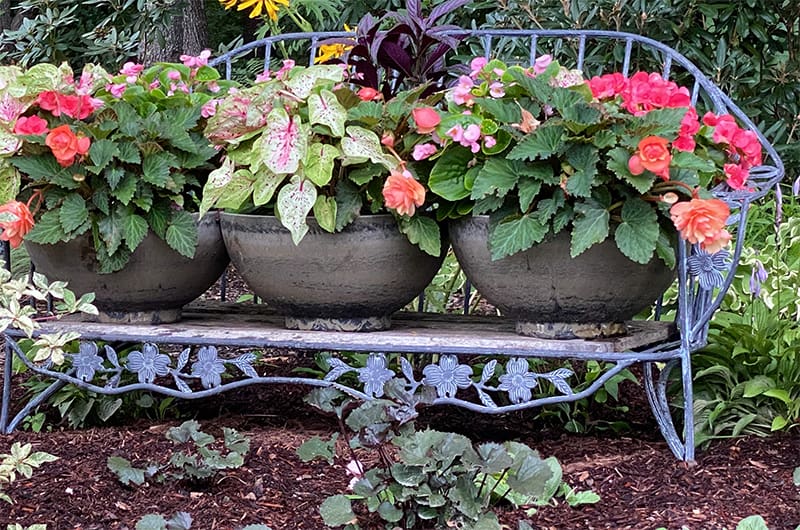 I Love Caladium | GardenLady.com