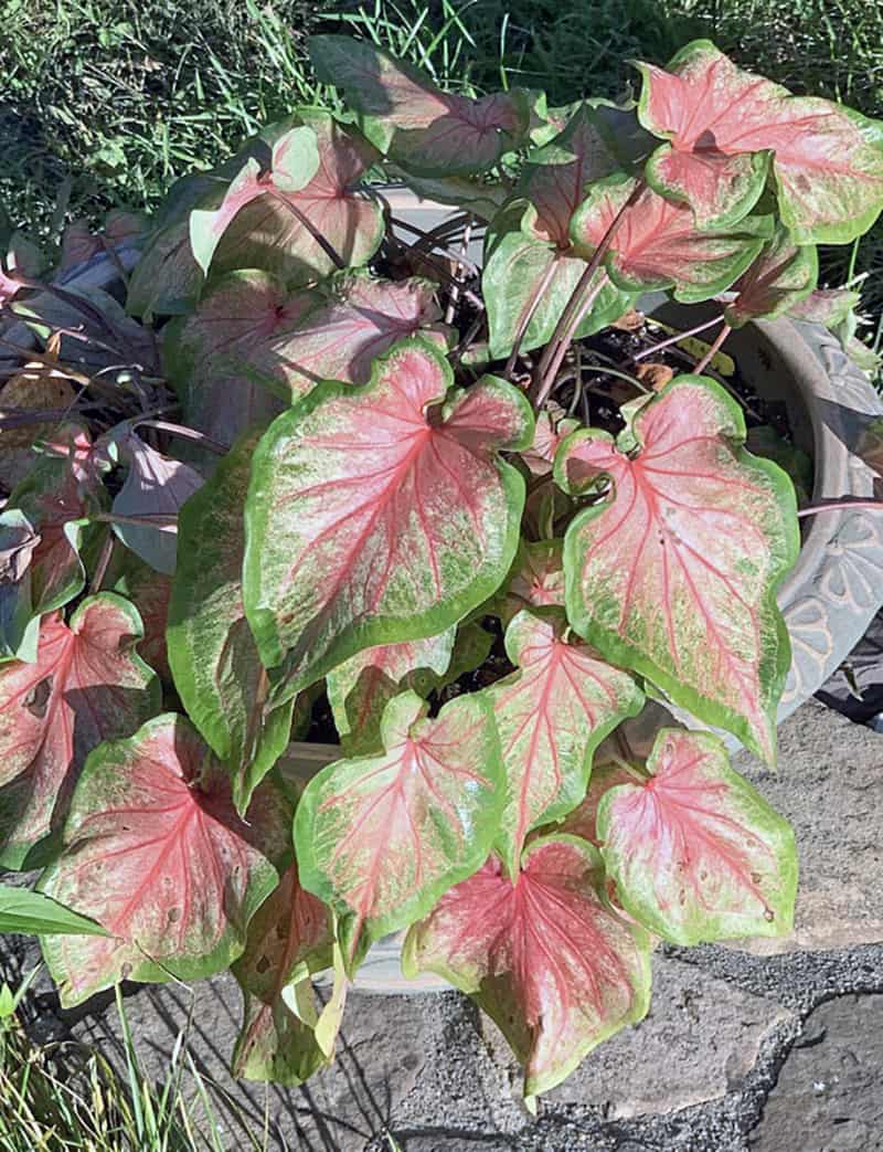I Love Caladium | GardenLady.com