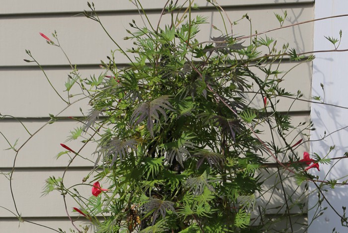 I Love Cardinal Creeper | GardenLady.com