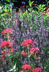 Deadheading Perennials | GardenLady.com