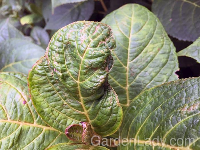 What is Wrong With My Hydrangea Leaves? | GardenLady.com