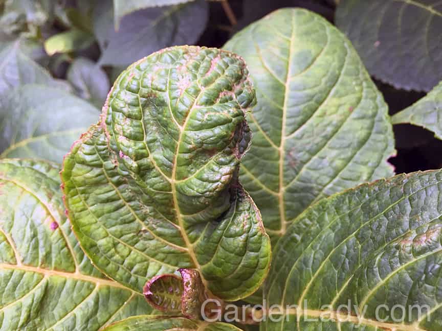 What is Wrong With My Hydrangea Leaves? | GardenLady.com