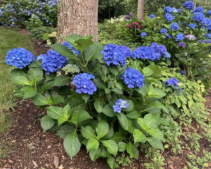 I Love Hydrangea macrophylla ‘Ragra’ aka Cityline® Rio | GardenLady.com