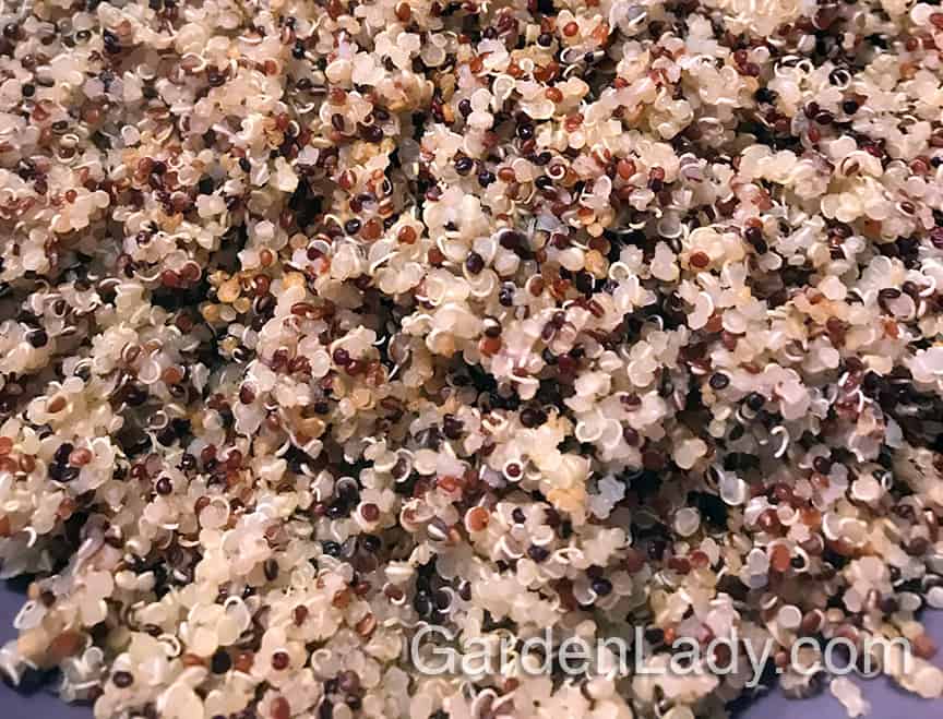 Garden Quinoa Salad | GardenLady.com