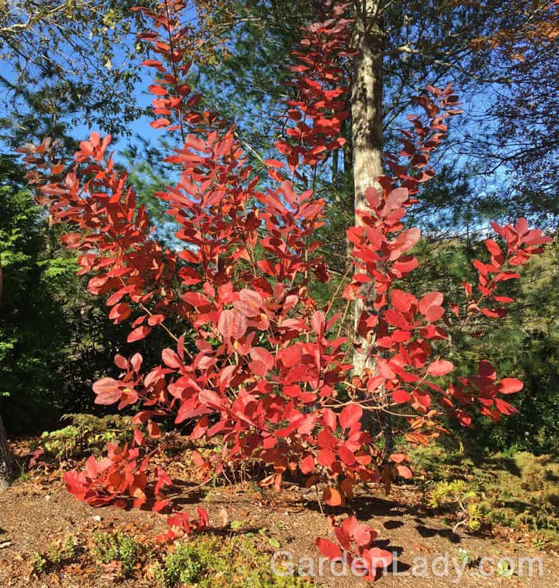 Fall Color Alternatives to Burning Bush | GardenLady.com