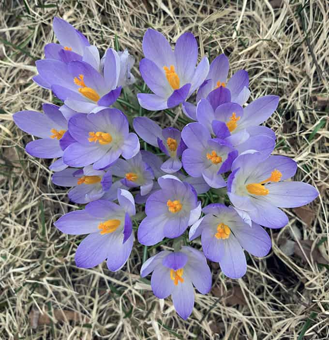 I Love Crocus vernus ‘Remembrance’ | GardenLady.com