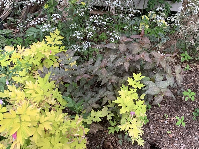 I Love Diervilla | GardenLady.com