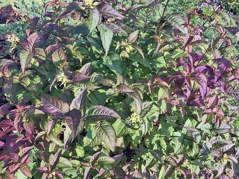 I Love Diervilla | GardenLady.com