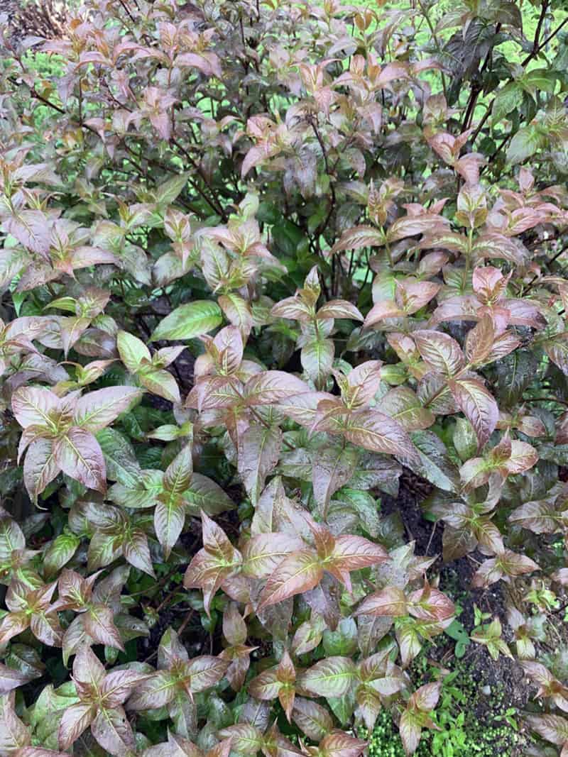 I Love Diervilla | GardenLady.com