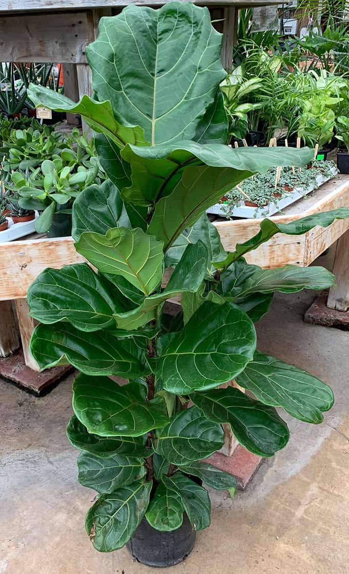 I Love The Fiddle Leaf Fig (Ficus lyrata) | GardenLady.com