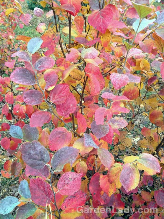 I Love Fothergilla x intermedia ‘Blue Shadow’ | GardenLady.com