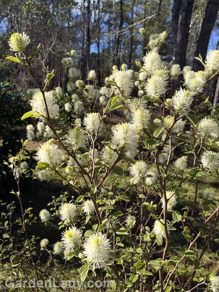 I Love Fothergilla x intermedia ‘Blue Shadow’ | GardenLady.com