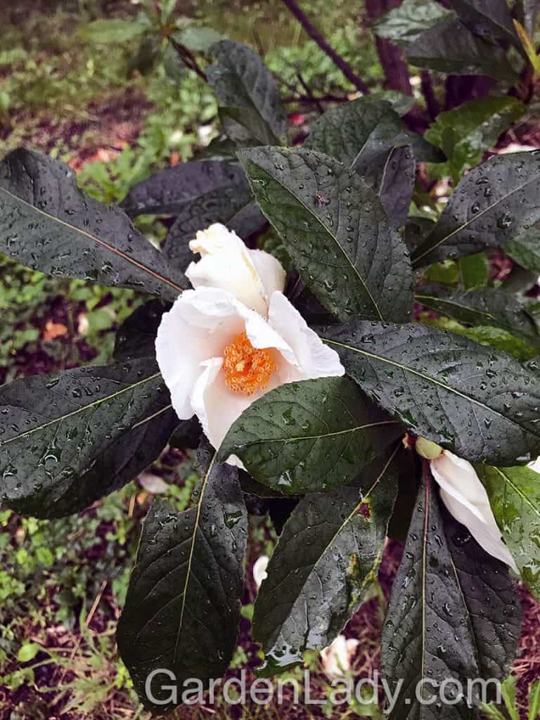 A Tree That Flowers in Fall | GardenLady.com