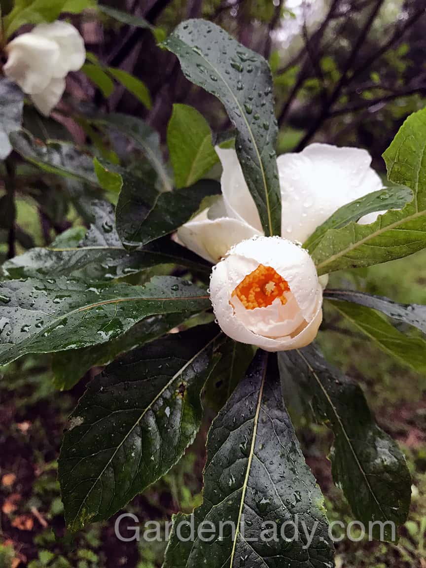 A Tree That Flowers in Fall | GardenLady.com