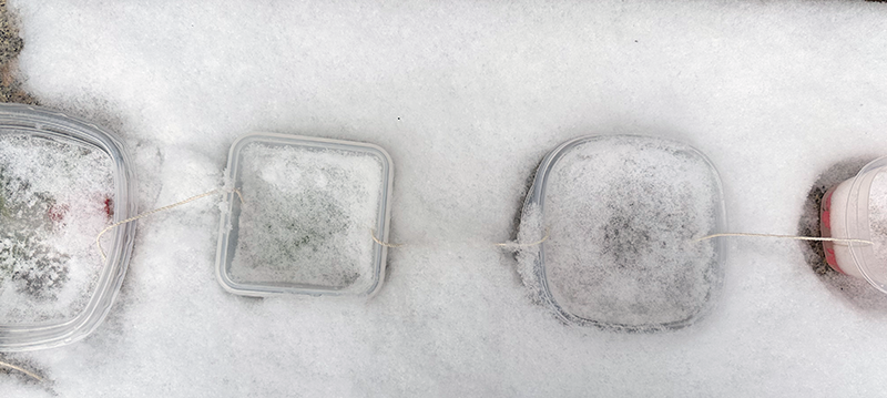 Making Ice Mobiles | GardenLady.com