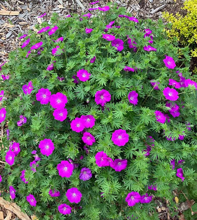 I Love Geranium sanguineum | GardenLady.com