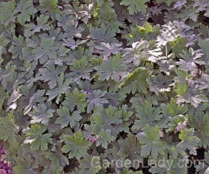 David, Goliath, and the Negative Nosy Neighbor ~ A Weed Story ...