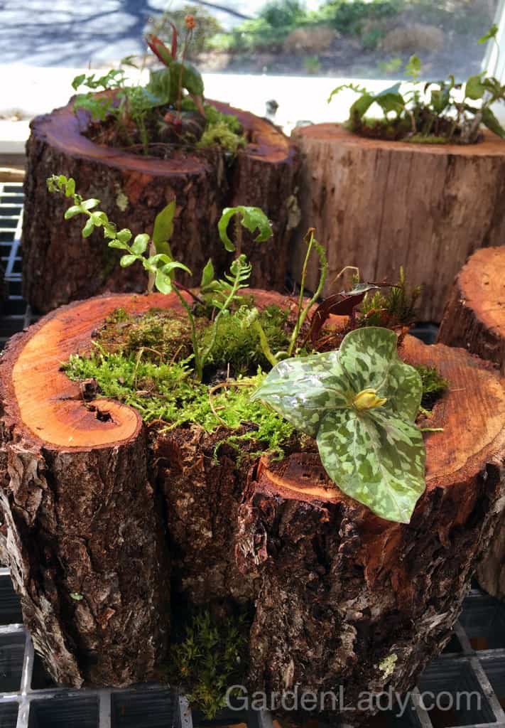 Garden Centerpieces | GardenLady.com