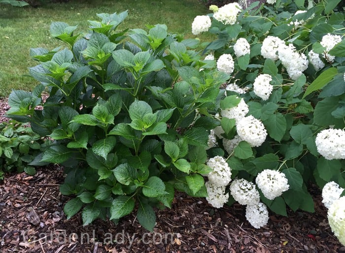 Why Isn’t My Blue Hydrangea Flowering? | GardenLady.com