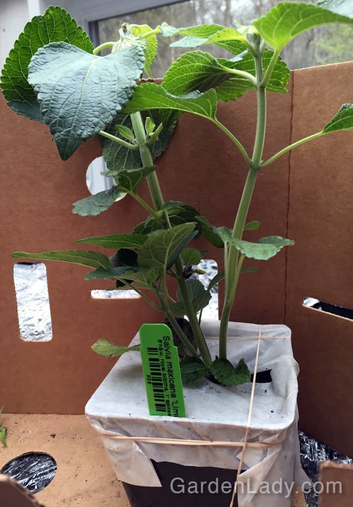 Great Packaging – Plants By Mail | GardenLady.com